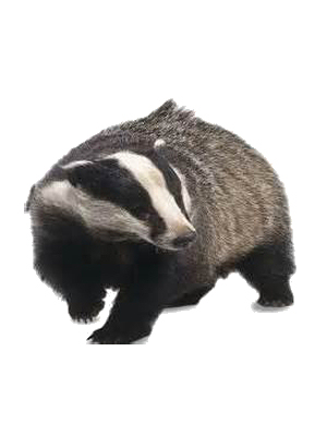 Animal Quiz: Lesson resources
